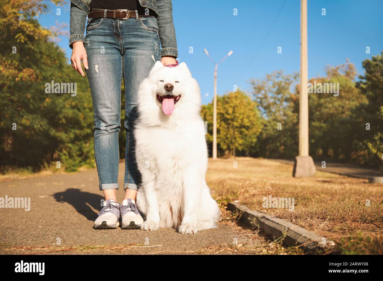 Cute Samoyed dog with owner outdoors Stock Photo - Alamy