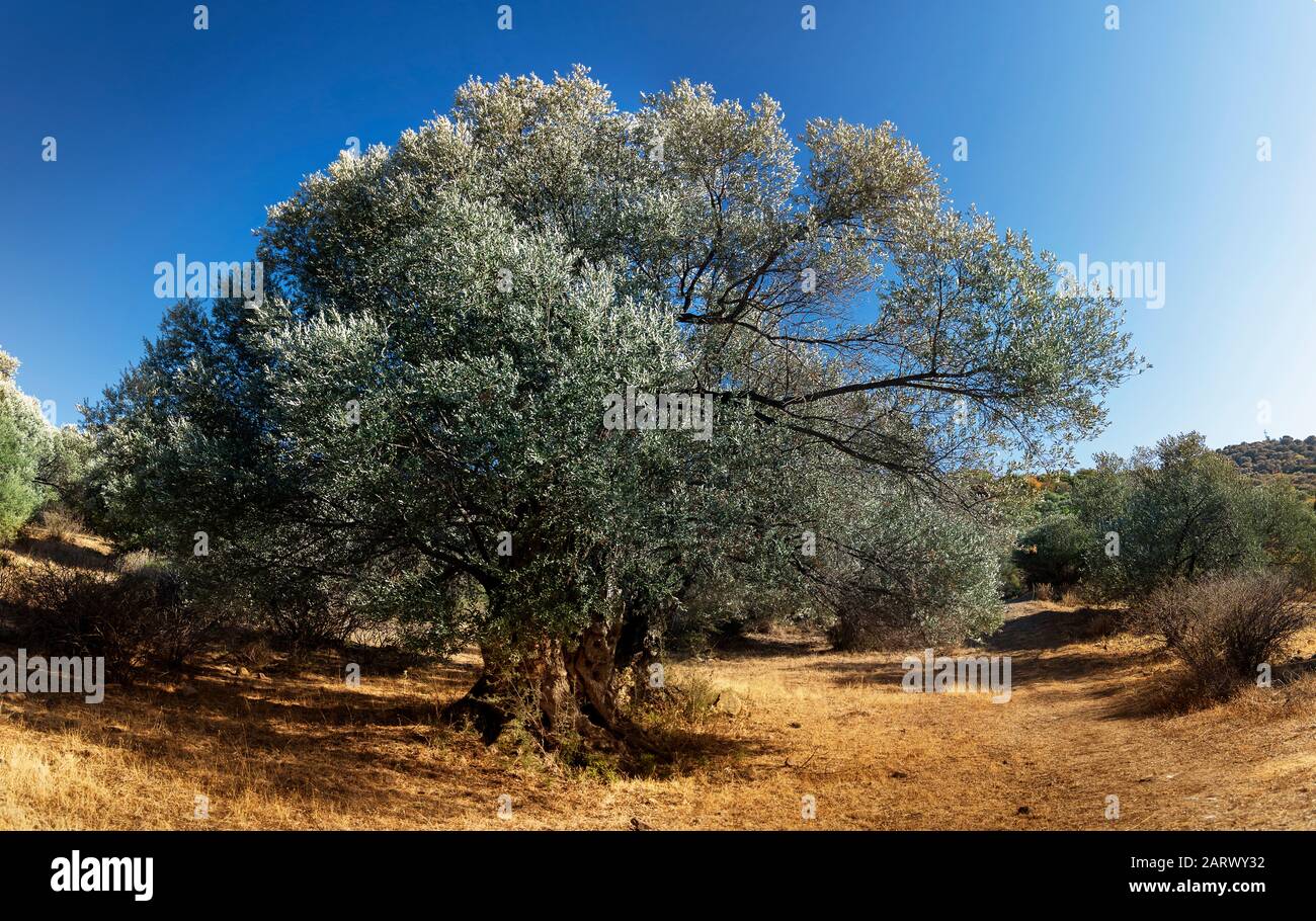 One olive tree hi-res stock photography and images - Alamy