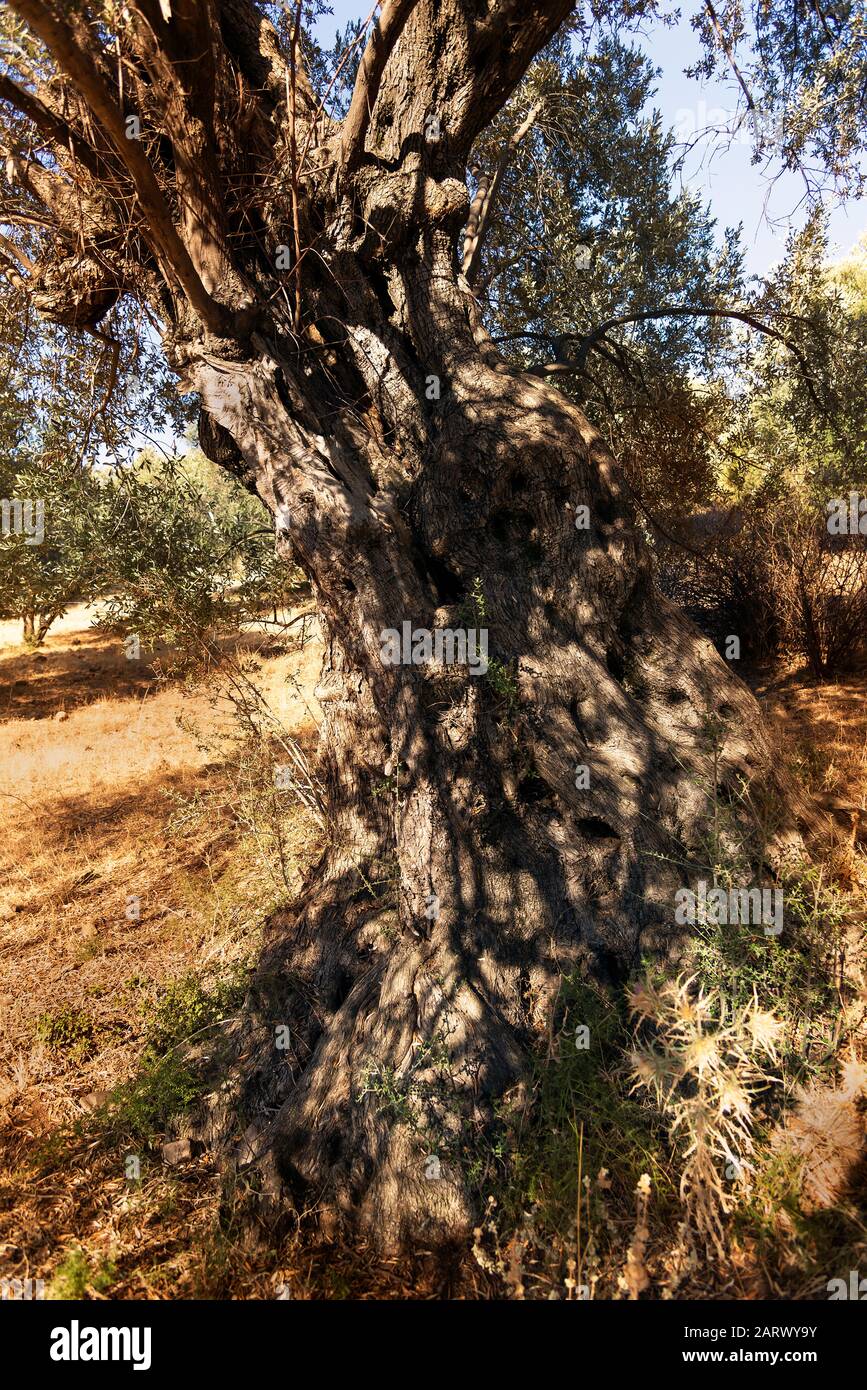 Trunk olive tree hi-res stock photography and images - Alamy