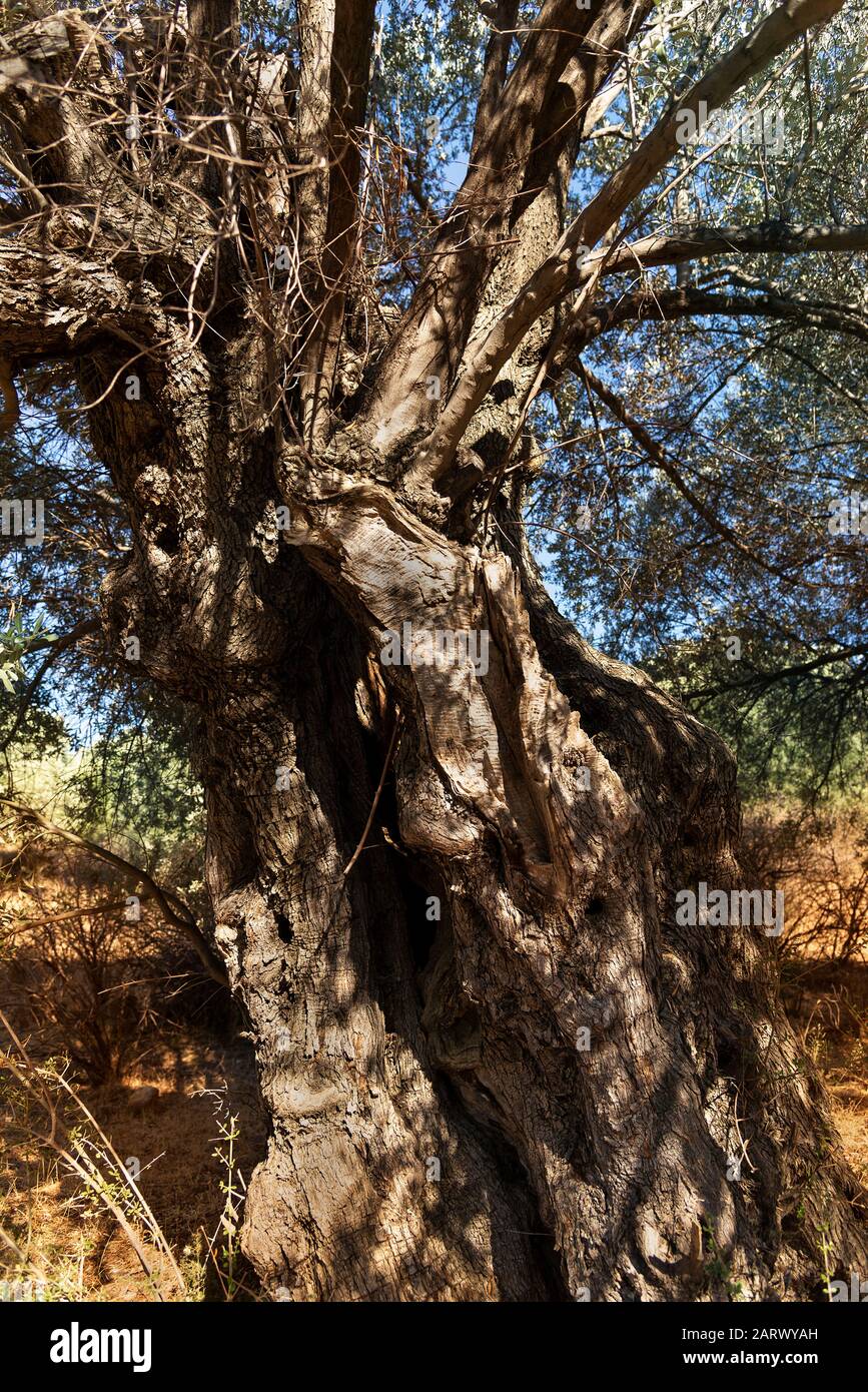 Trunk of an olive tree in the olive field Stock Photo - Alamy