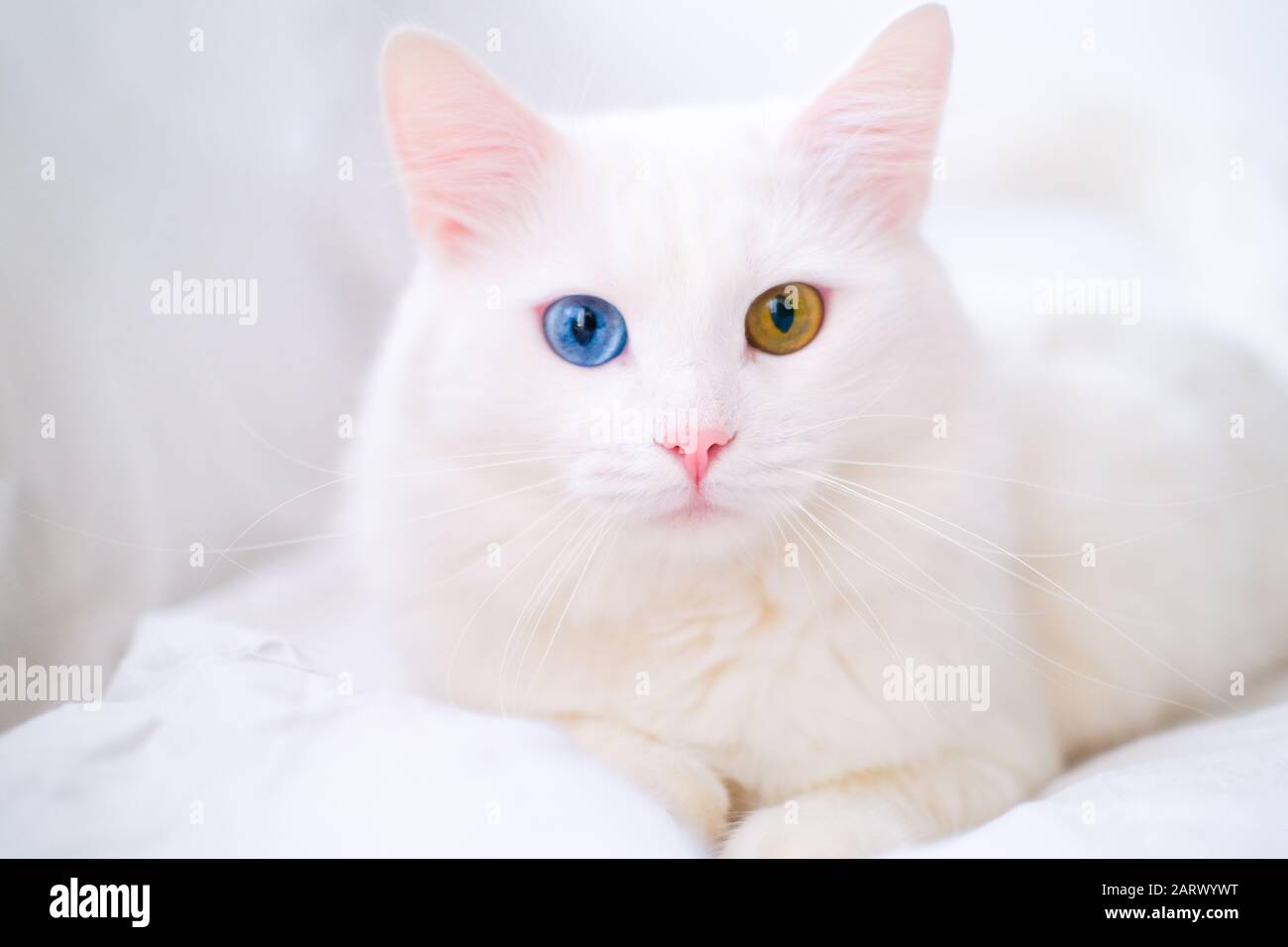 White cat with different color eyes. Turkish angora. Van kitten with ...