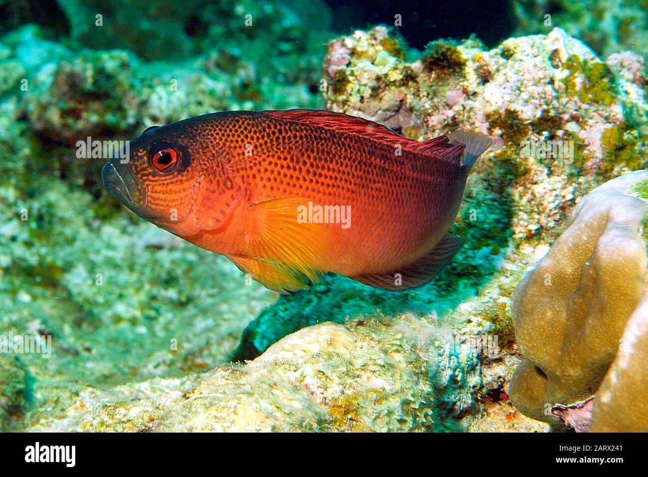 Devil Fire Fish High Resolution Stock Photography and Images - Alamy