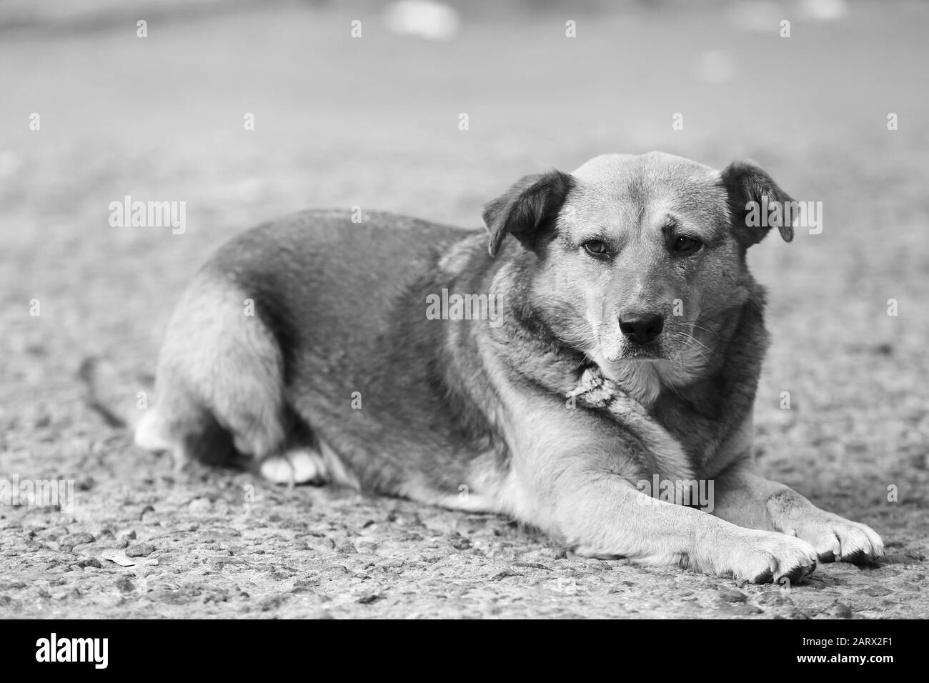 Black and white photo of homeless dog outdoors Stock Photo - Alamy
