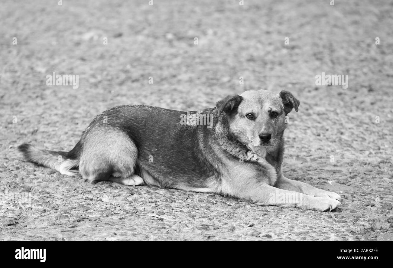 Black and white photo of homeless dog outdoors Stock Photo - Alamy