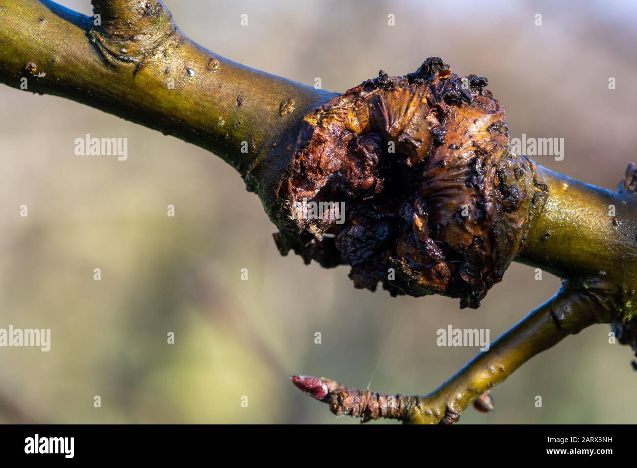 Close up of canker on an apple tree Stock Photo - Alamy