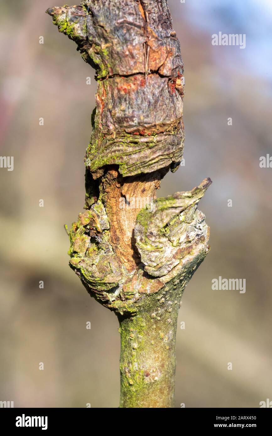 Close up of canker on an apple tree Stock Photo - Alamy