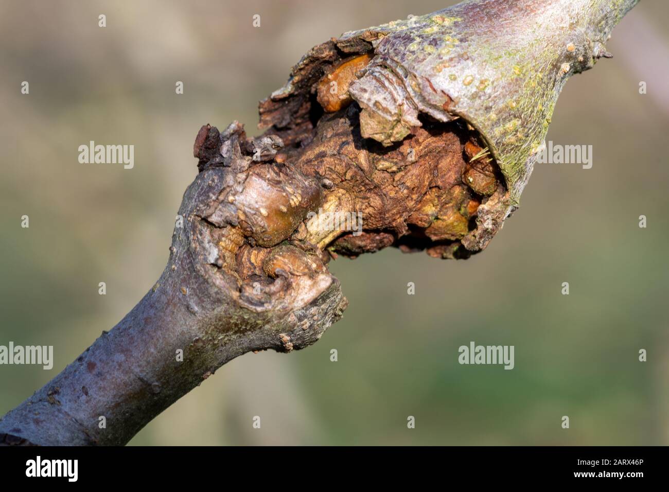 Apple canker hi-res stock photography and images - Alamy