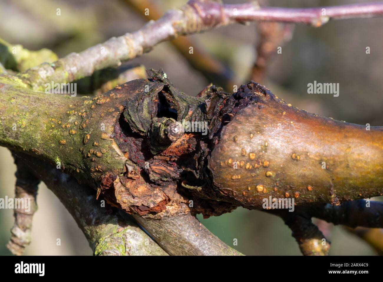 Close up of canker on an apple tree Stock Photo - Alamy