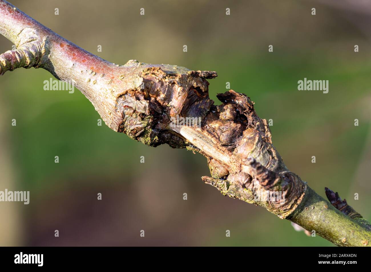 Close up of canker on an apple tree Stock Photo - Alamy
