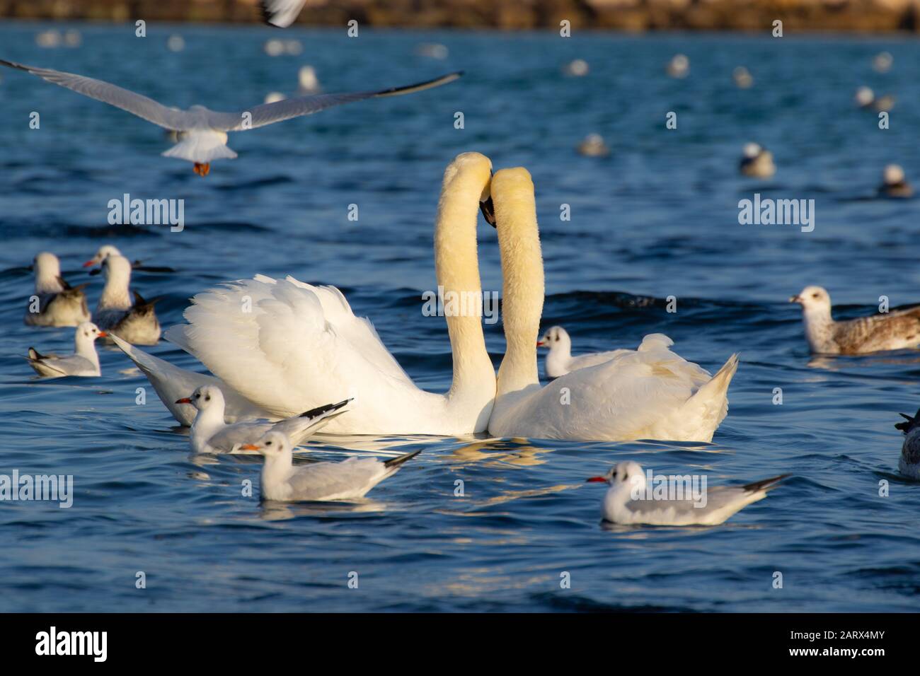 Mute swans courtship dance hi-res stock photography and images - Alamy