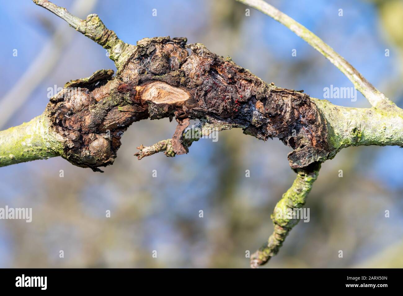 Close up of canker on an apple tree Stock Photo - Alamy