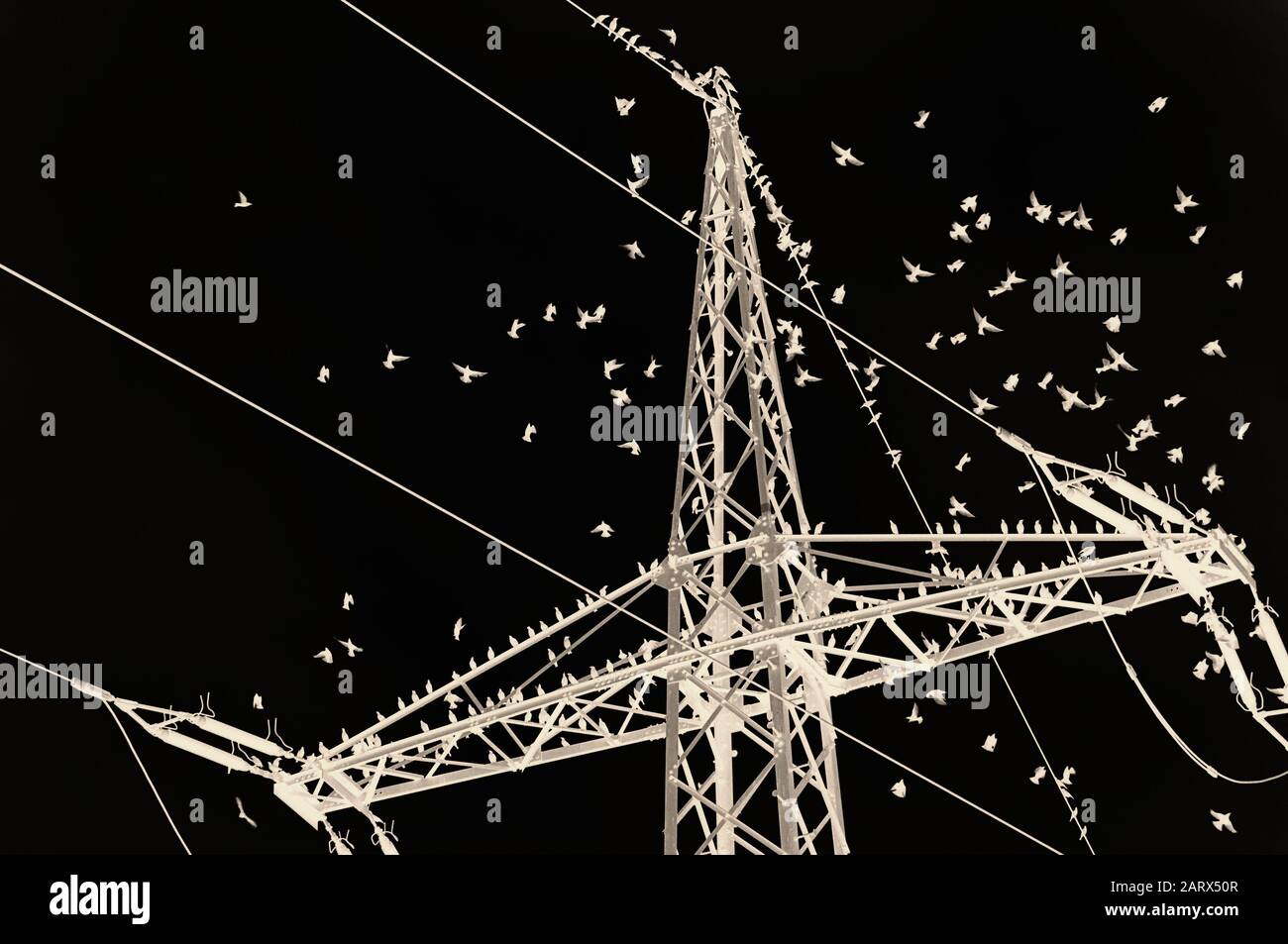 Zoom migratory birds start flying top utility pylon negative by ...
