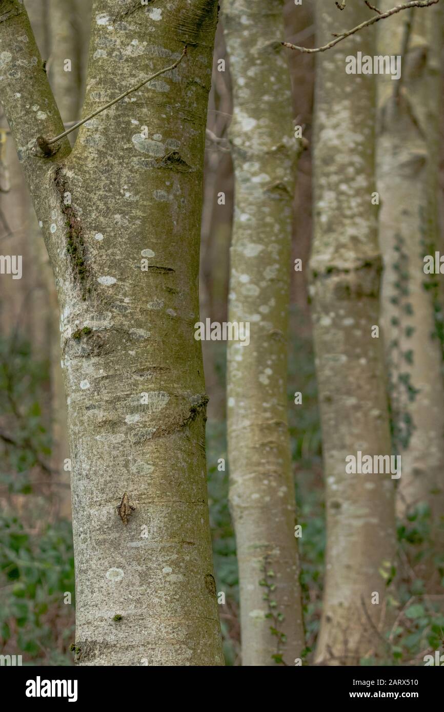 Trees planted closely together in a line Stock Photo - Alamy