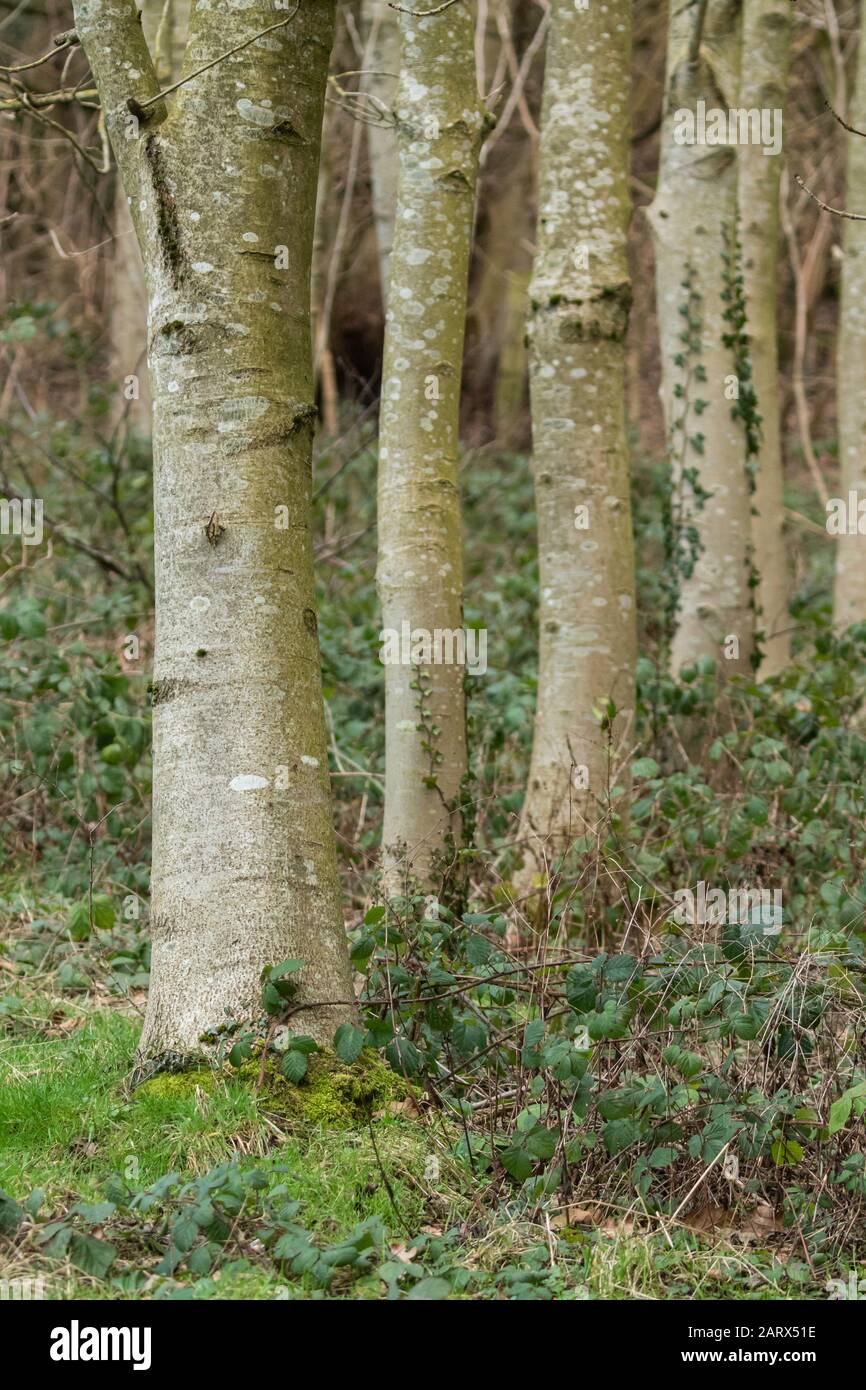 Closely planted trees hi-res stock photography and images - Alamy