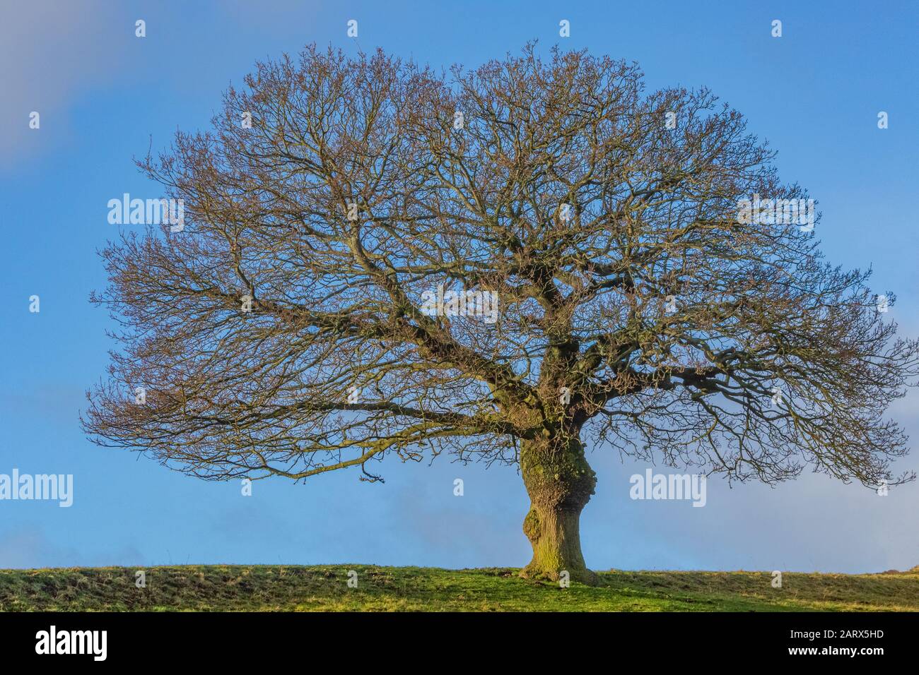 Large Oak Tree (UK) in winter Stock Photo - Alamy