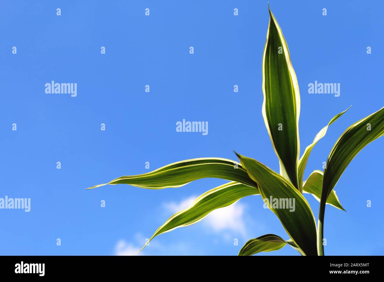 Abstract minimalist leaves,conceptual background Stock Photo - Alamy