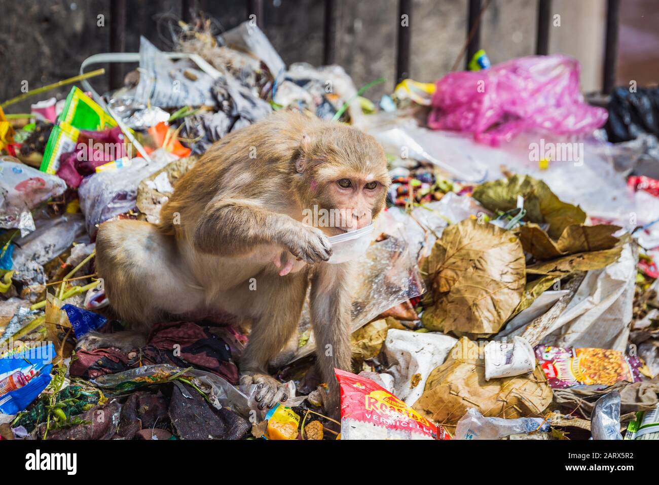Monkey in the garbage at Holi festival in Vrindavan, India Stock Photo ...