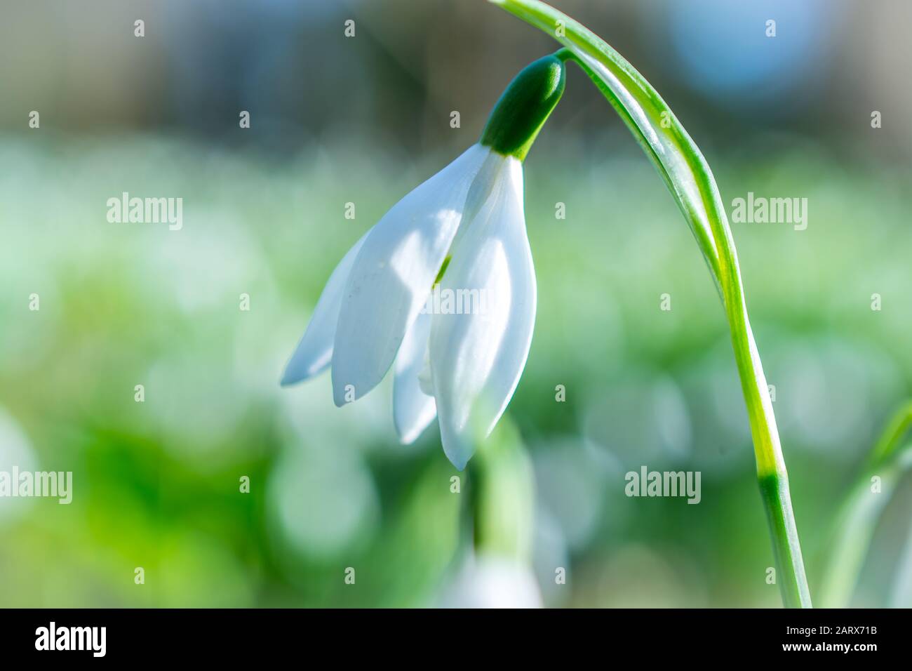 snowdrops. Spring snowdrop flower. Early spring close-up .( Galanthus ...