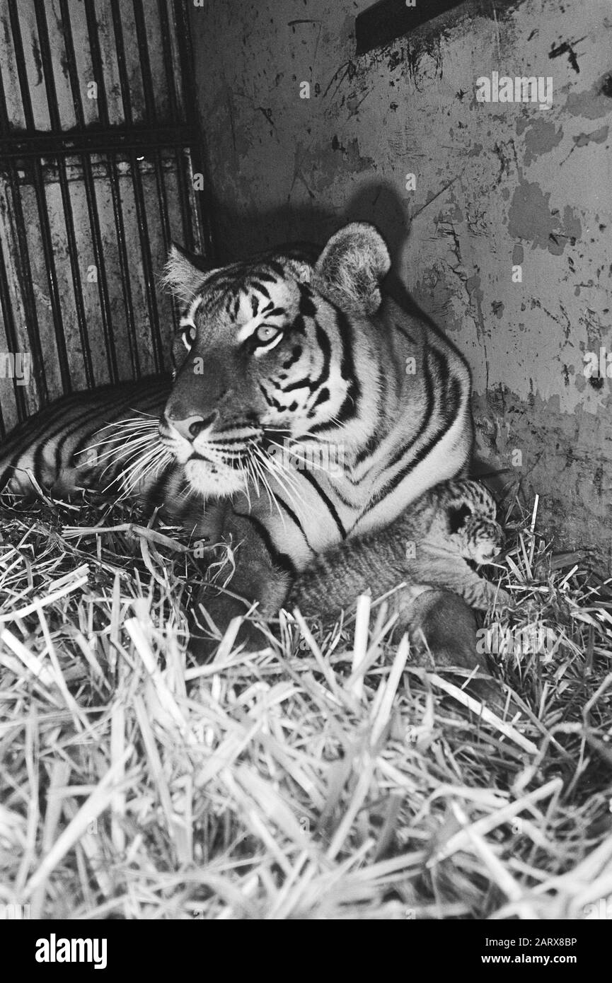 One tiger and three lions hi-res stock photography and images - Alamy