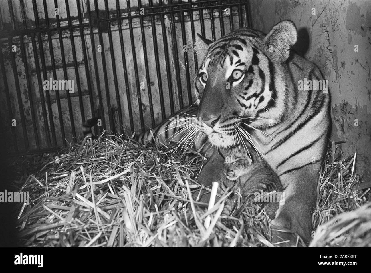 One tiger and three lions hi-res stock photography and images - Alamy