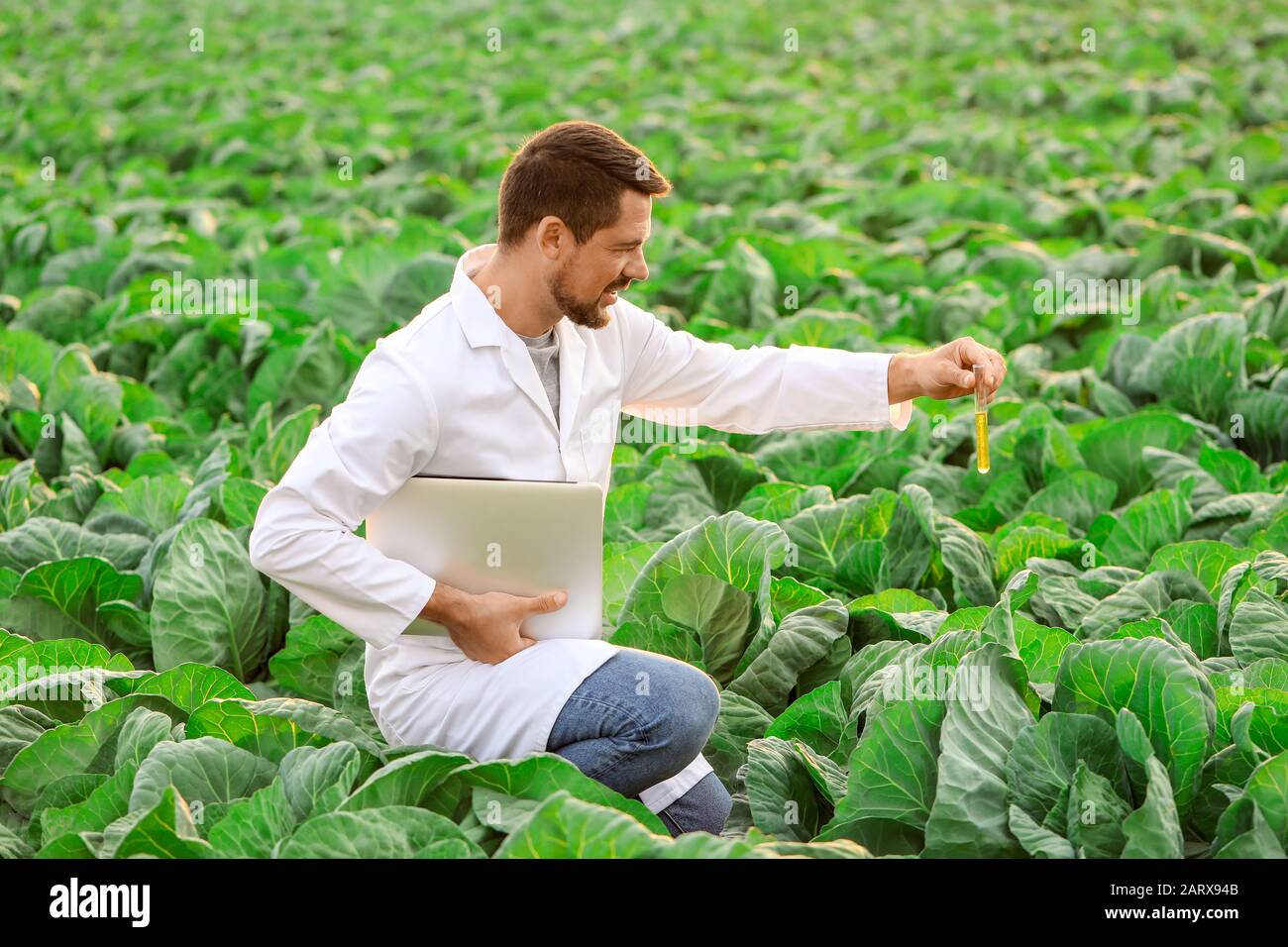 Male agricultural engineer working in field Stock Photo - Alamy