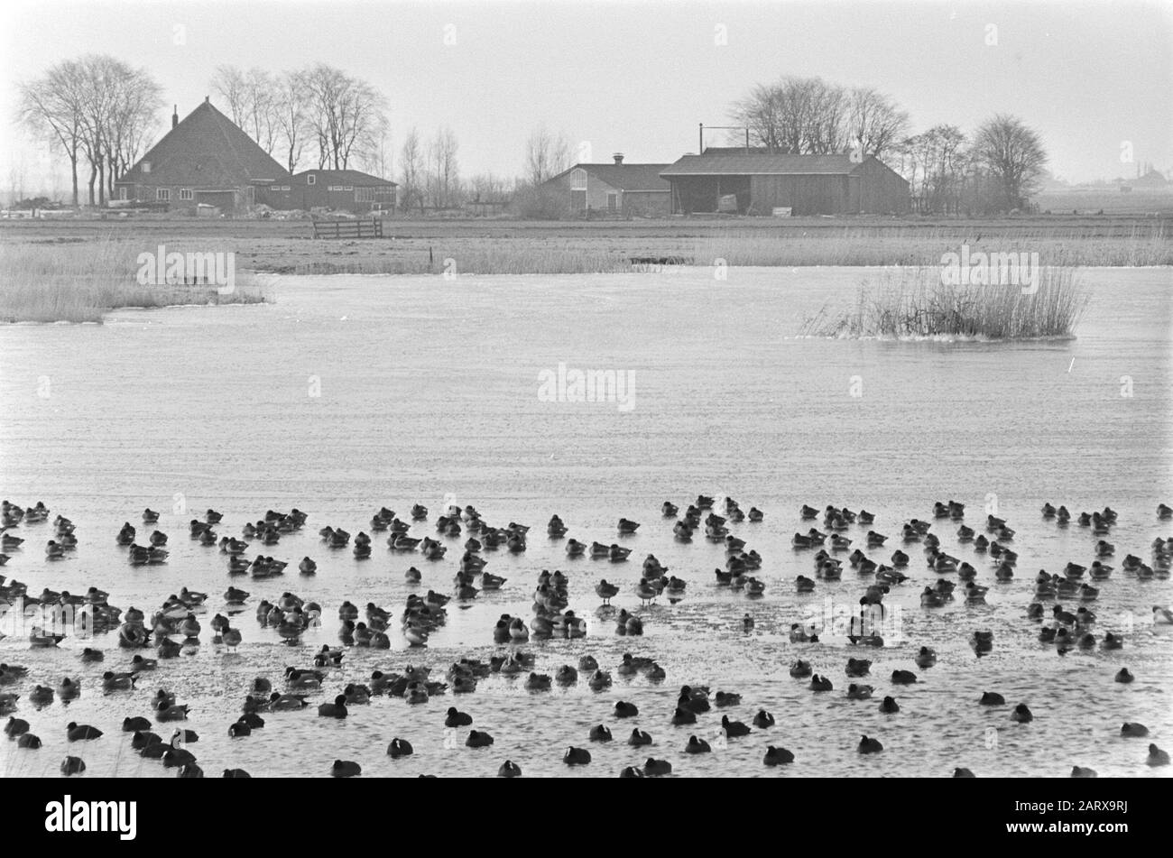 Waterfowl in nature Black and White Stock Photos & Images - Alamy