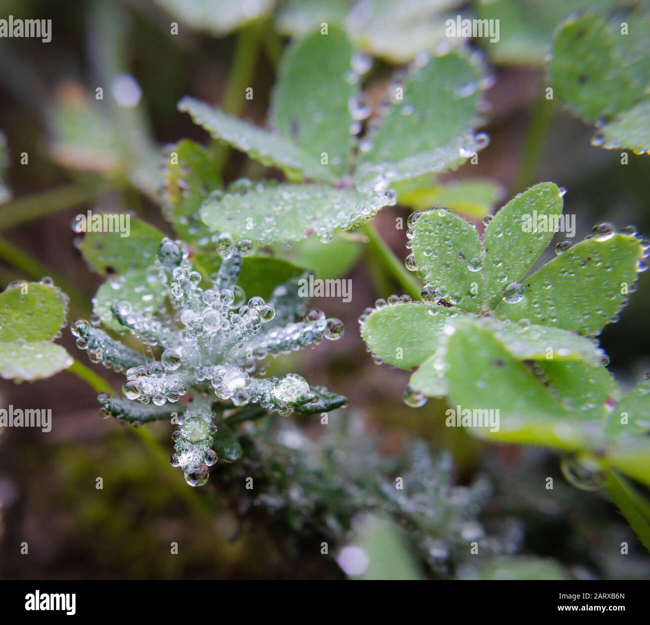 Freshness in nature hi-res stock photography and images - Alamy