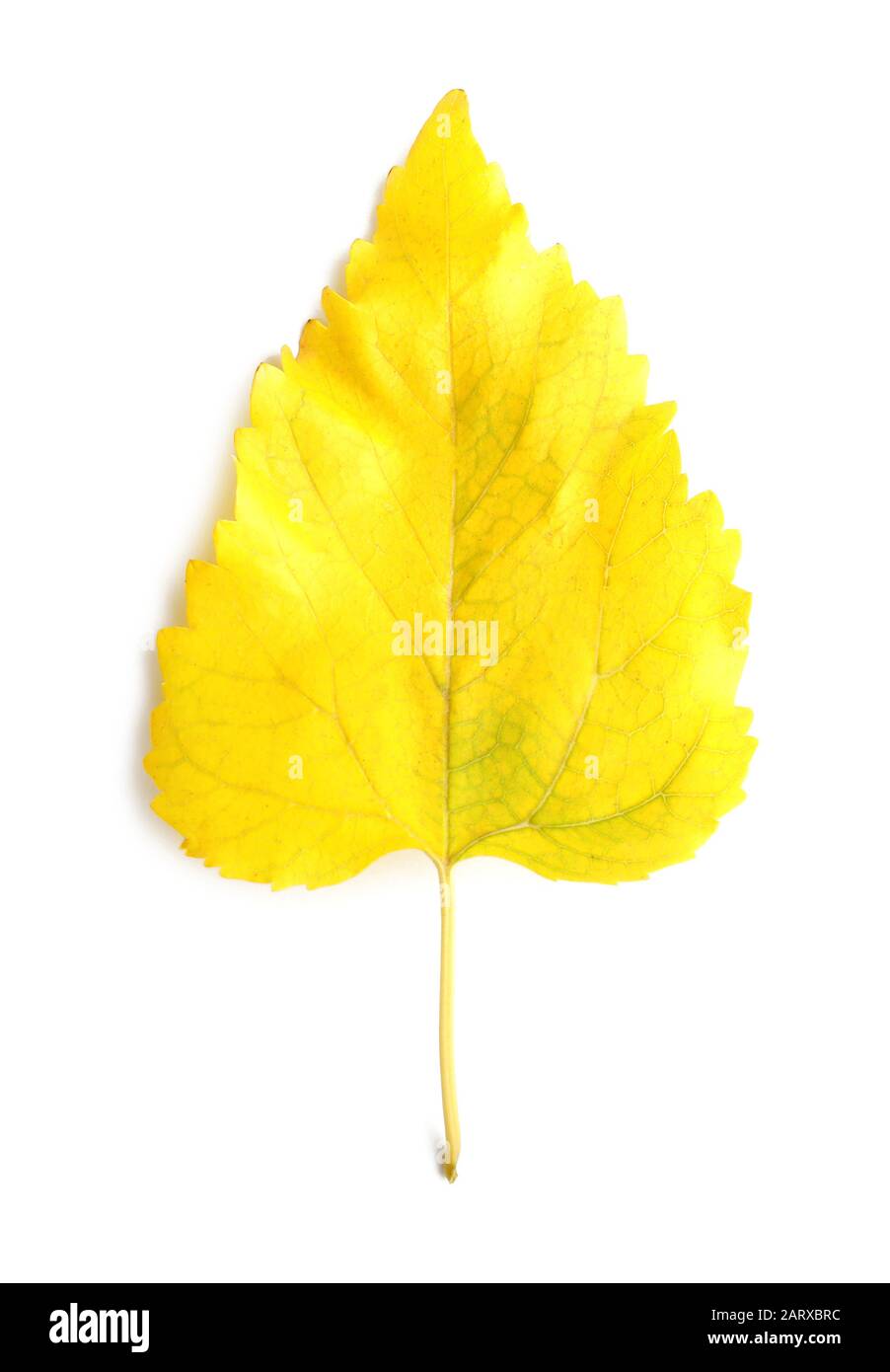 Beautiful autumn leaf on white background Stock Photo - Alamy