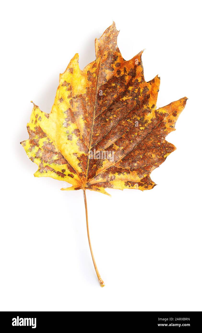 Beautiful autumn leaf on white background Stock Photo - Alamy
