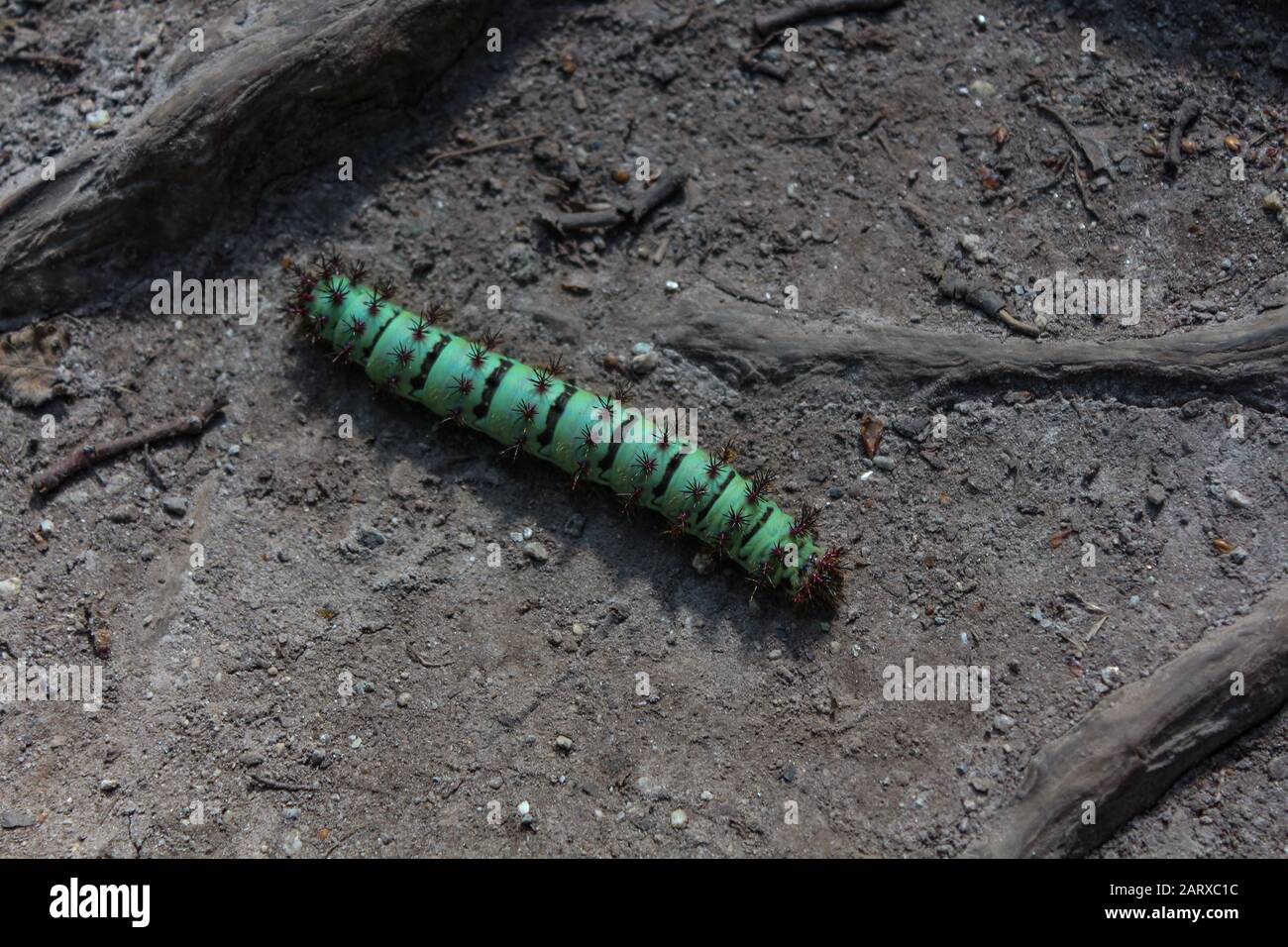 Found this wild critter moving by us during camping. Big green moth or ...