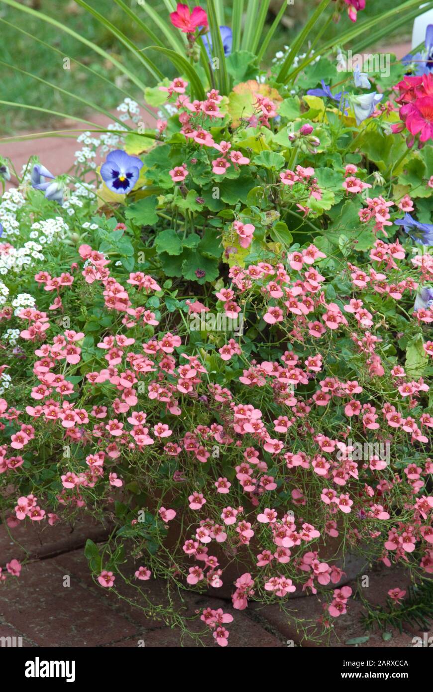 Diascia " Ruby Fields Stock Photo - Alamy