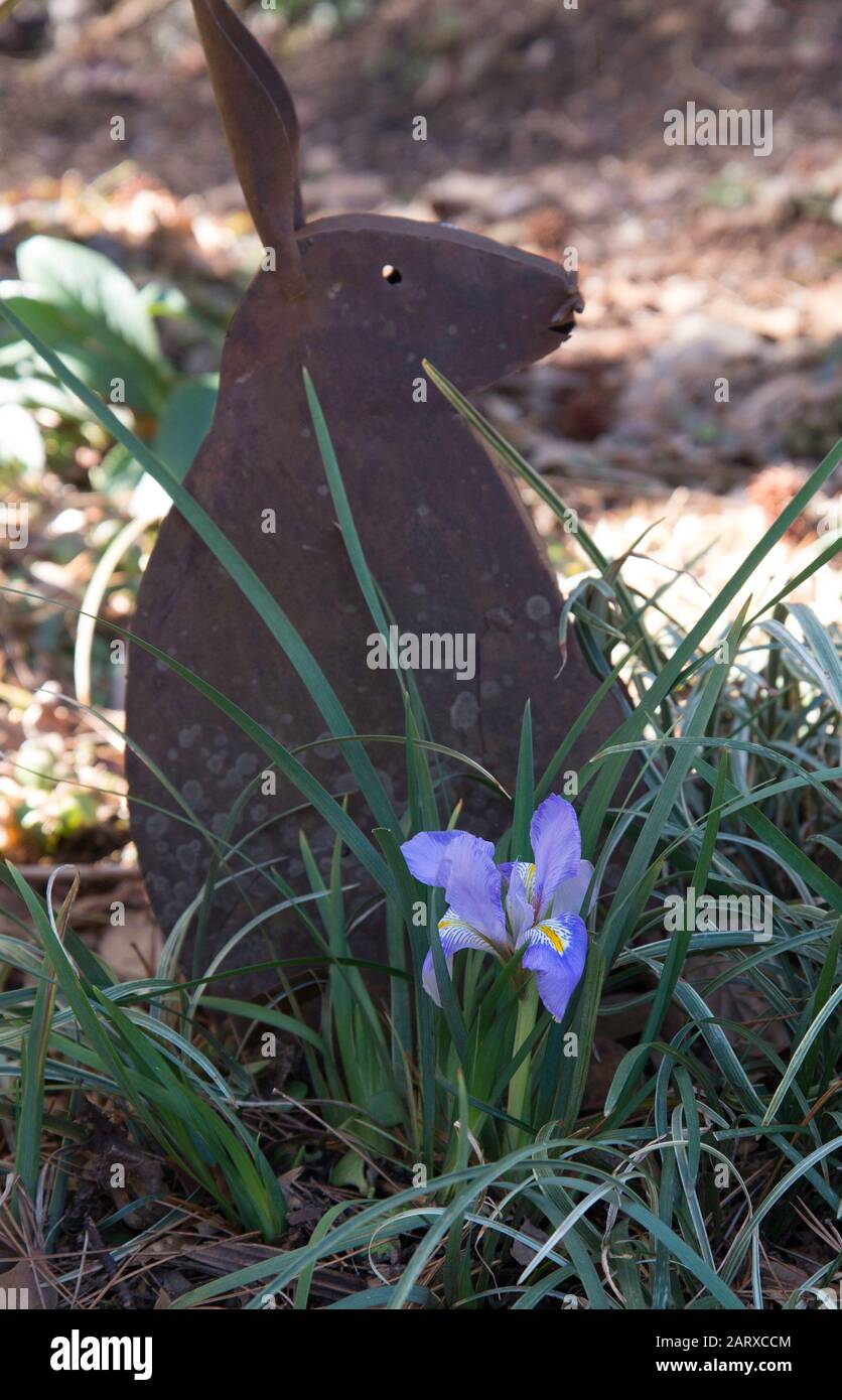 Iris unguicularis Mary Barnard ,Algerian Iris Stock Photo - Alamy