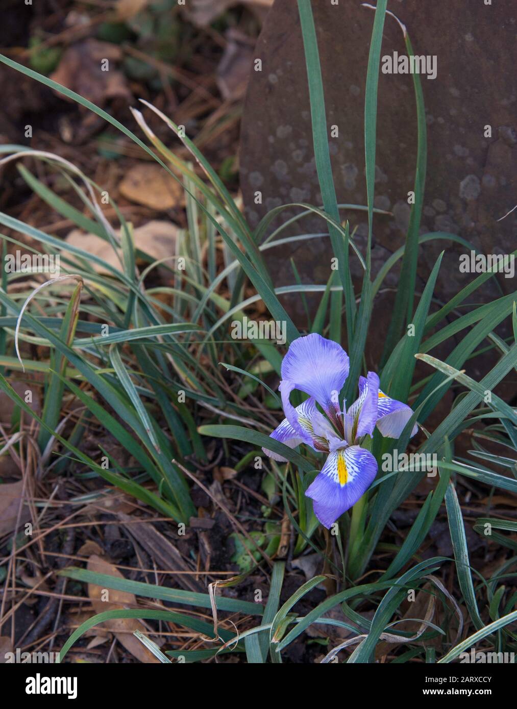 Iris unguicularis algerian mary bernard hi-res stock photography and ...