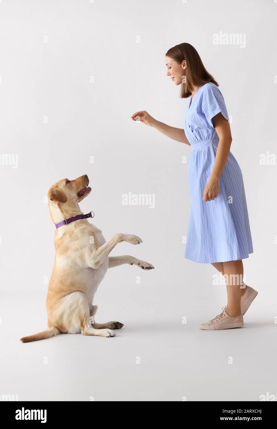 Beautiful young woman training her dog on light background Stock Photo ...