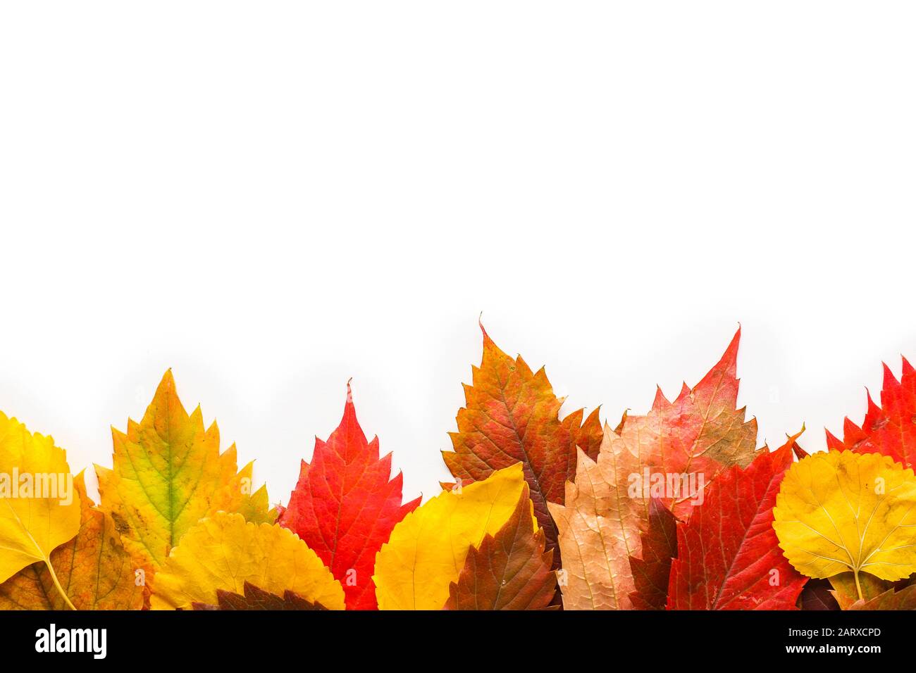 Beautiful autumn leaves on white background Stock Photo - Alamy