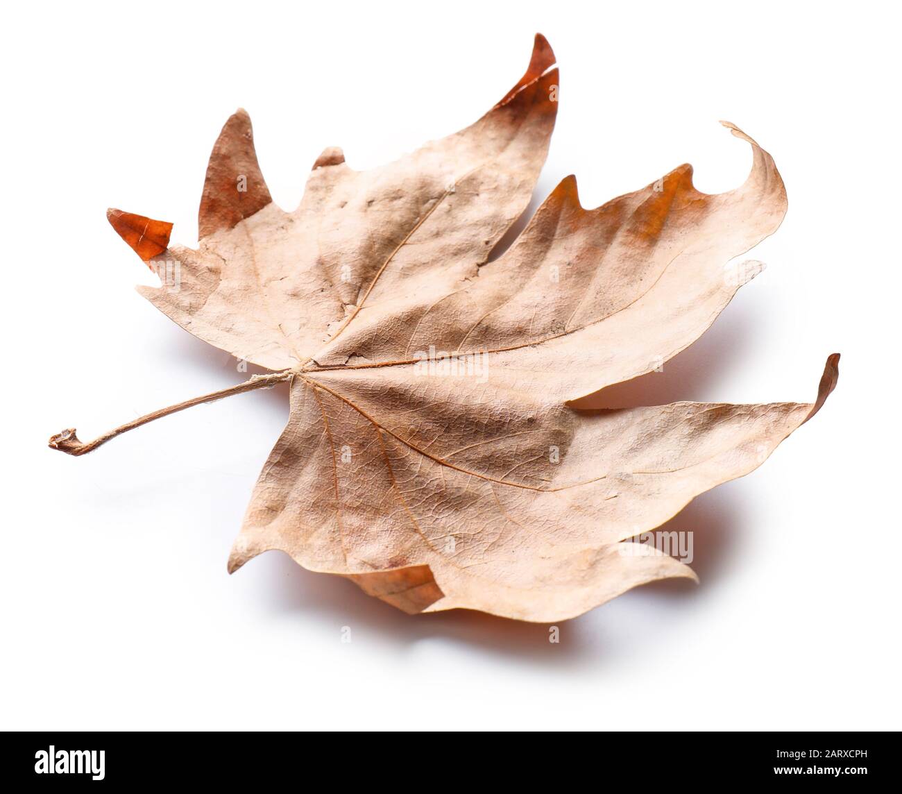 Dry autumn leaf on white background Stock Photo - Alamy