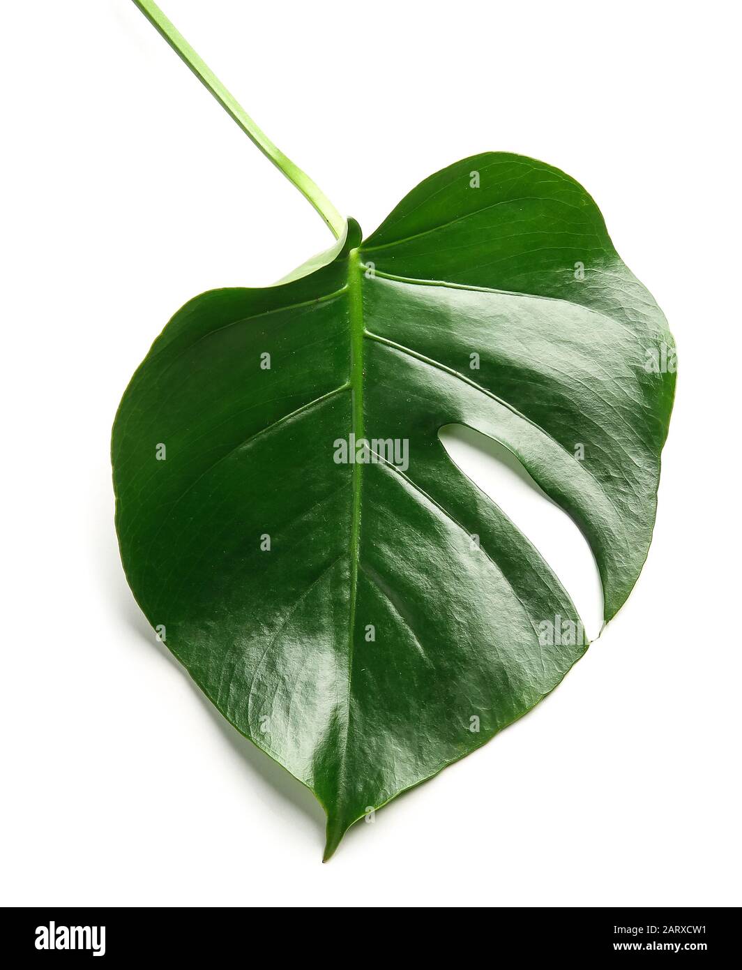 Top view tropical monstera Cut Out Stock Images & Pictures - Alamy