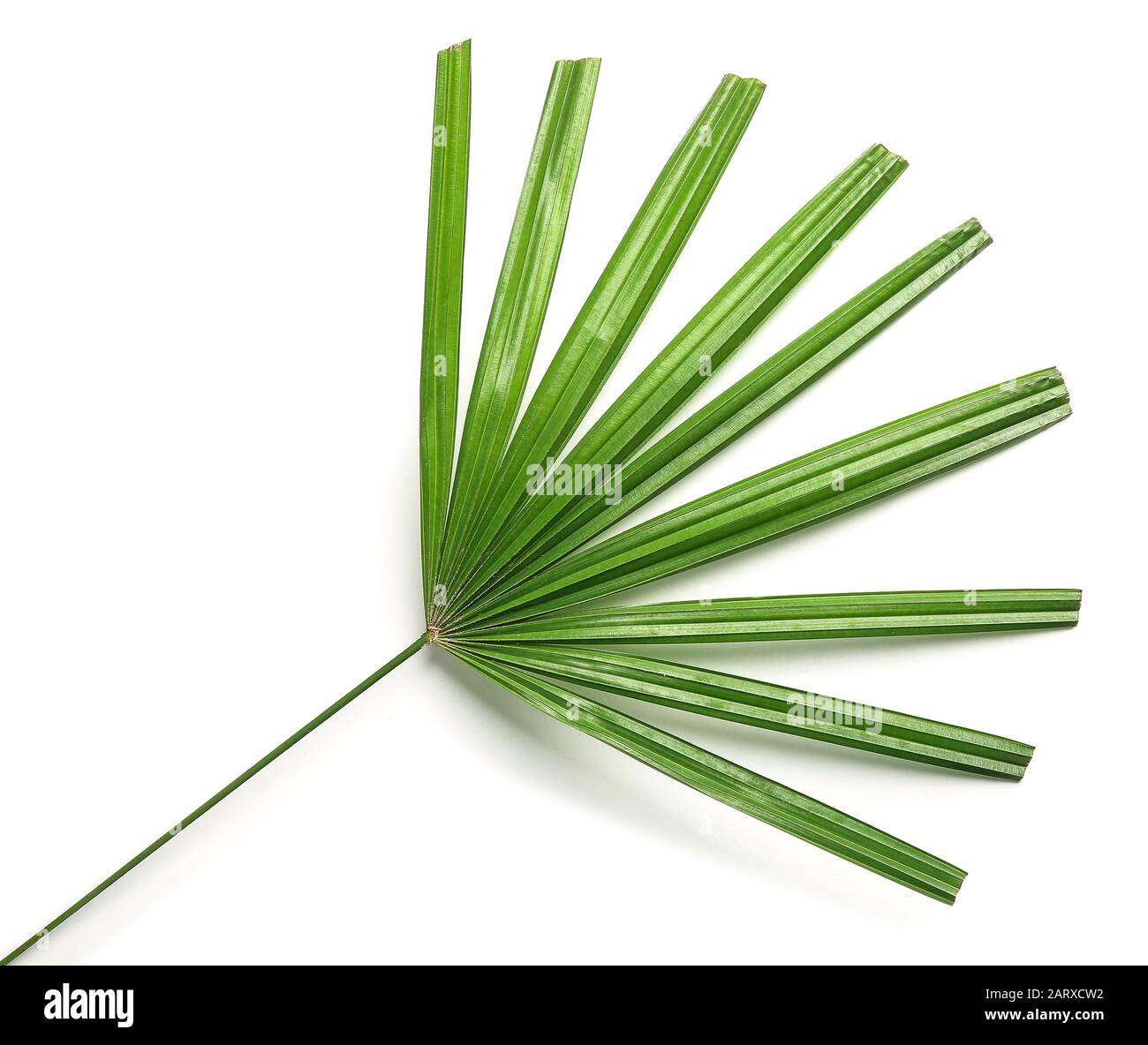 Green tropical leaf isolated on white Stock Photo - Alamy