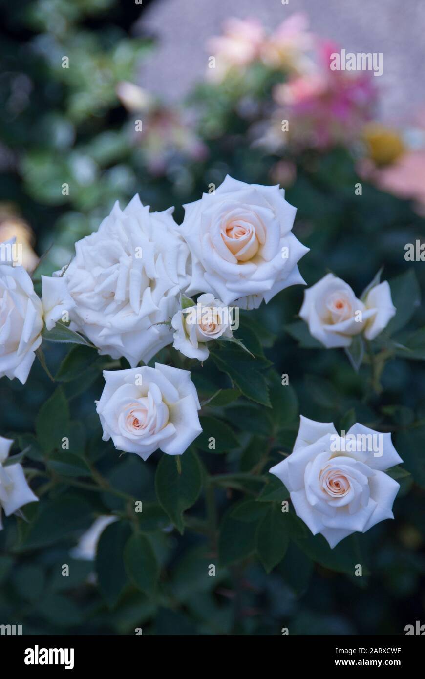 Miniature rose rosa hi-res stock photography and images - Alamy