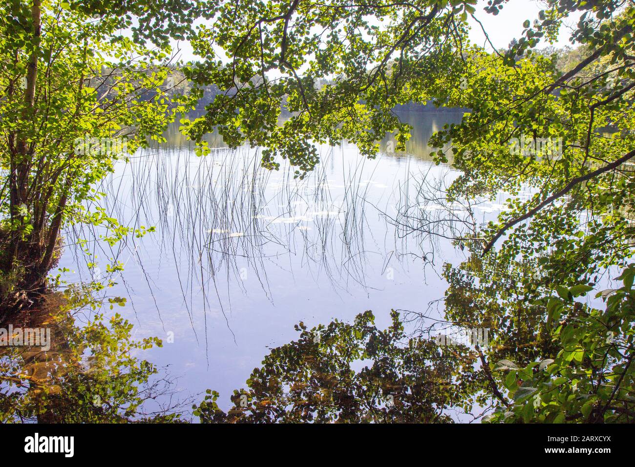 water surface of a small lake in Sweden Stock Photo - Alamy
