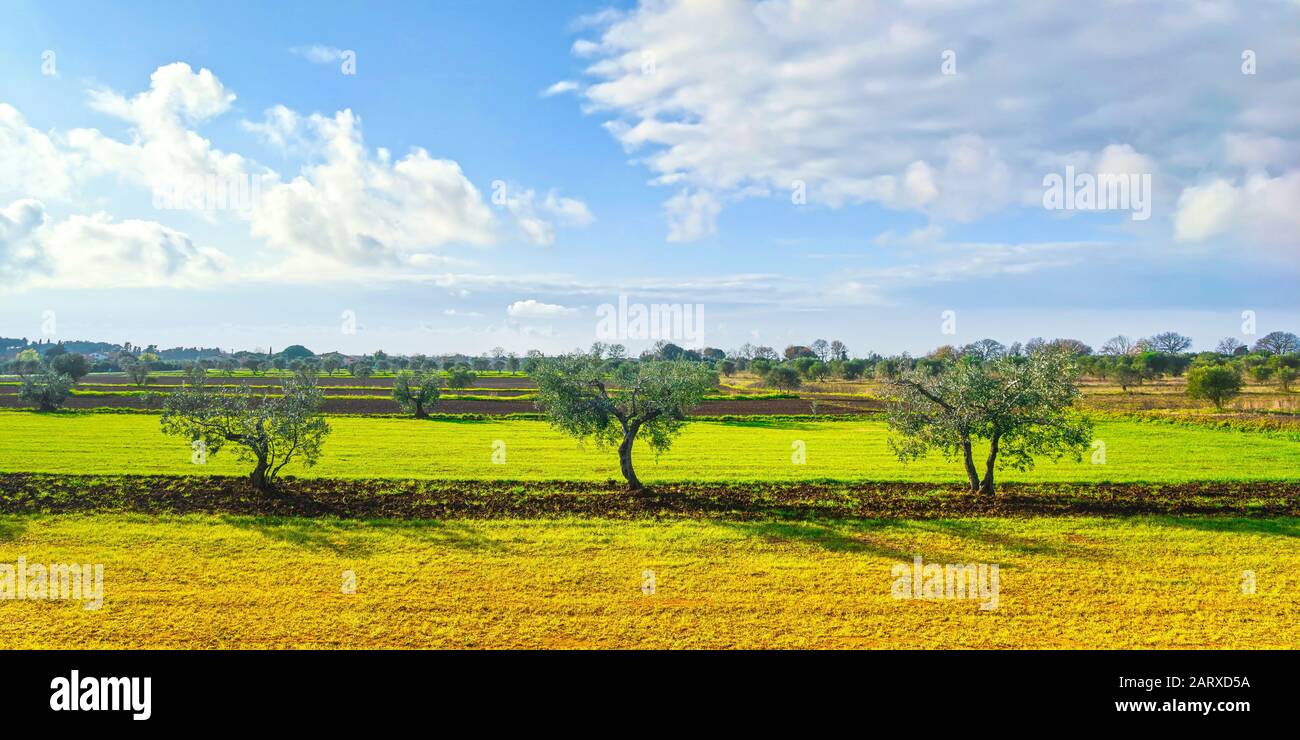 Land of olive trees hi-res stock photography and images - Alamy