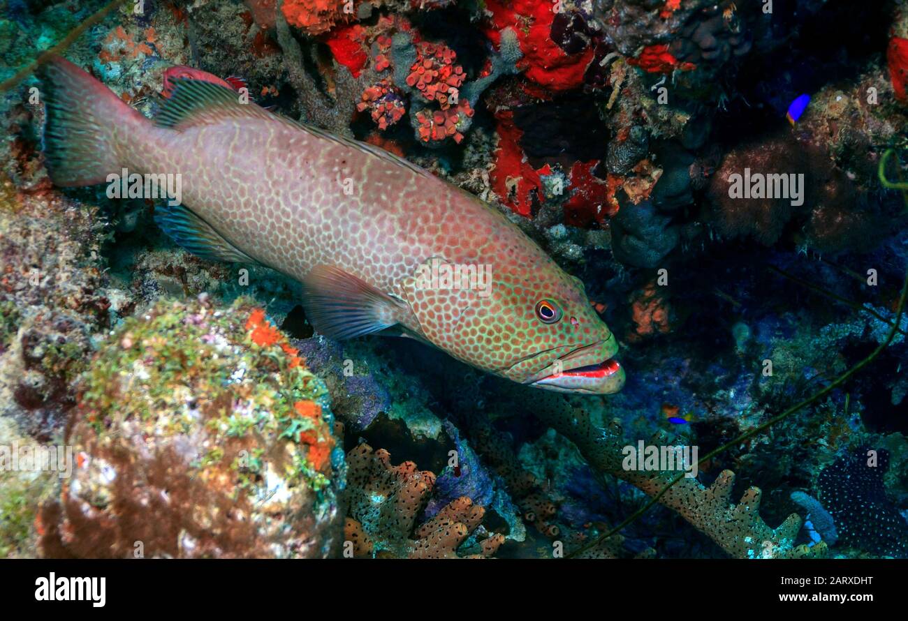 Caribbean coral reef , tiger grouper,Mycteroperca tigris is a species ...