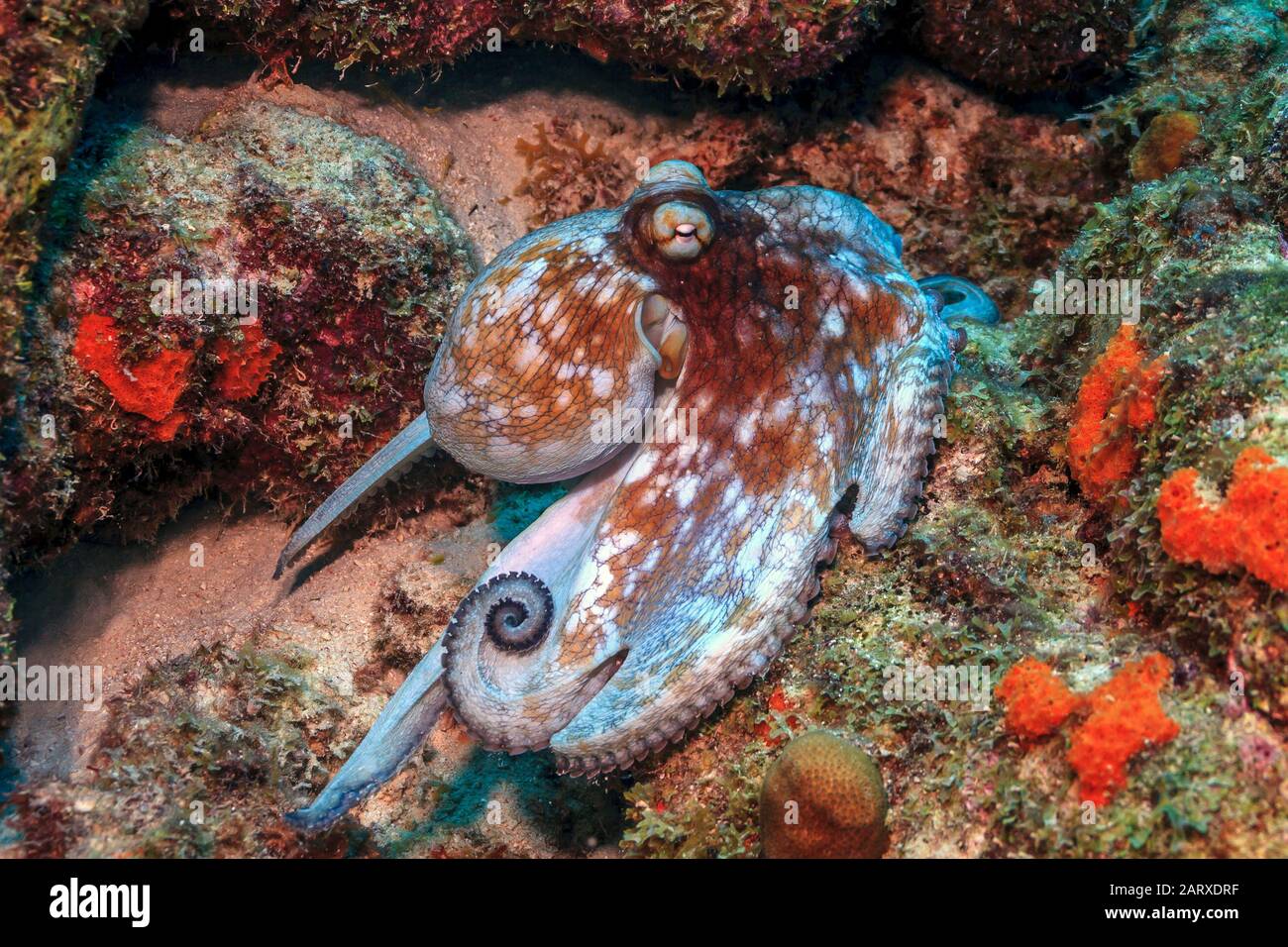 Caribbean coral reef,common octopus,Octopus vulgaris,is a mollusc ...