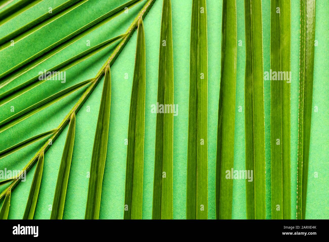 Texture of green tropical leaf, closeup Stock Photo - Alamy