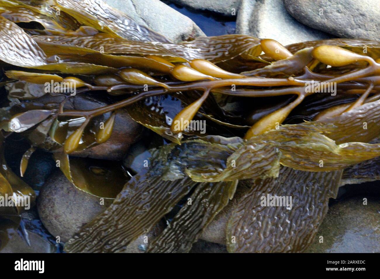 New Zealand seaweeds Stock Photo - Alamy