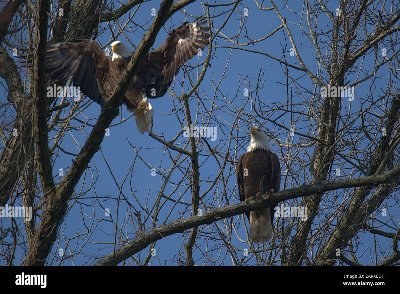 Mating pair of Bald Eagles perched in tree in Winter Stock Photo - Alamy