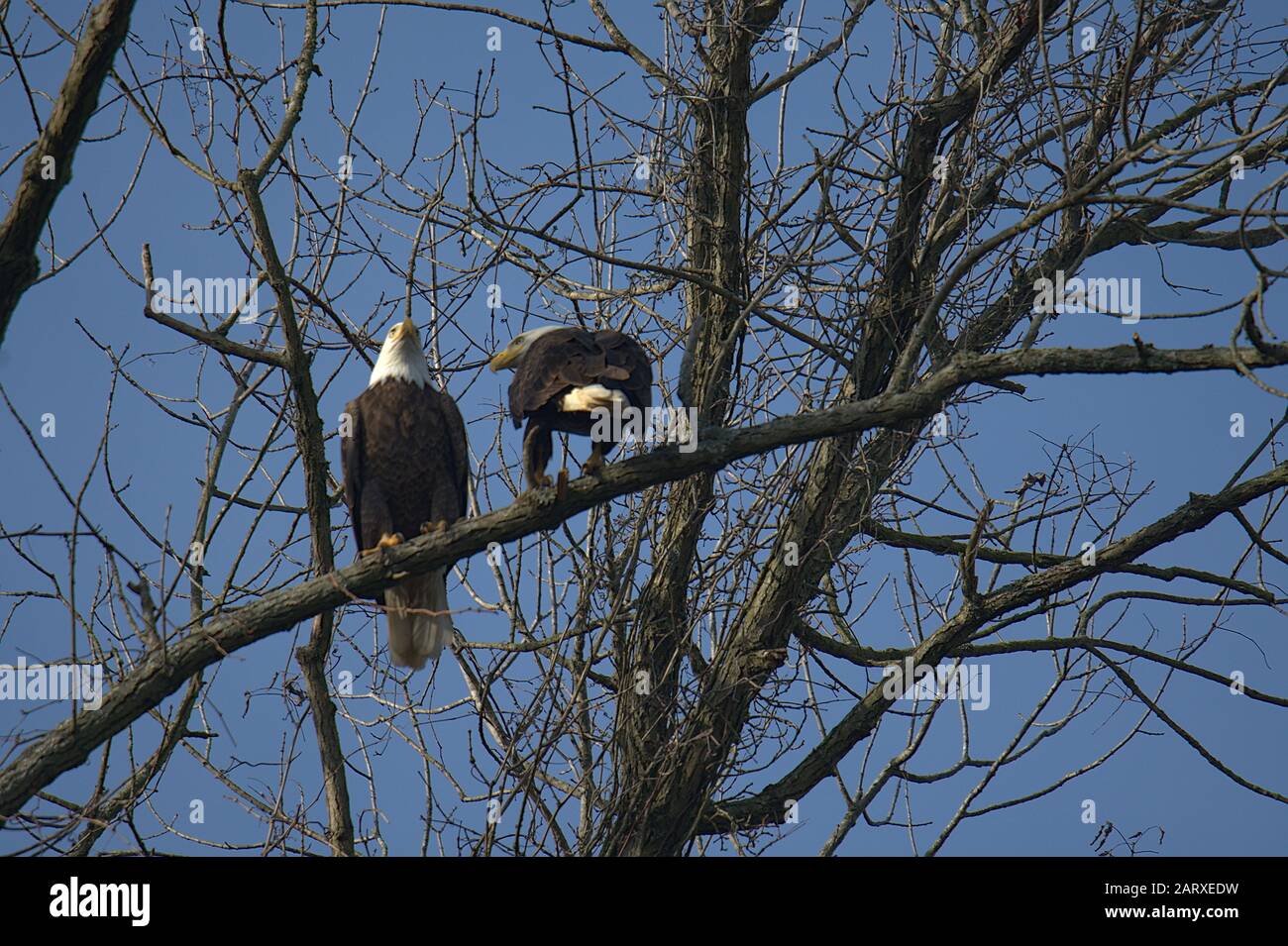 Mating pair of Bald Eagles perched in tree in Winter Stock Photo - Alamy