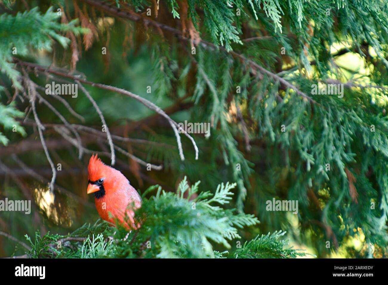 Northern Cardinal in Pine Tree in Winter Stock Photo - Alamy