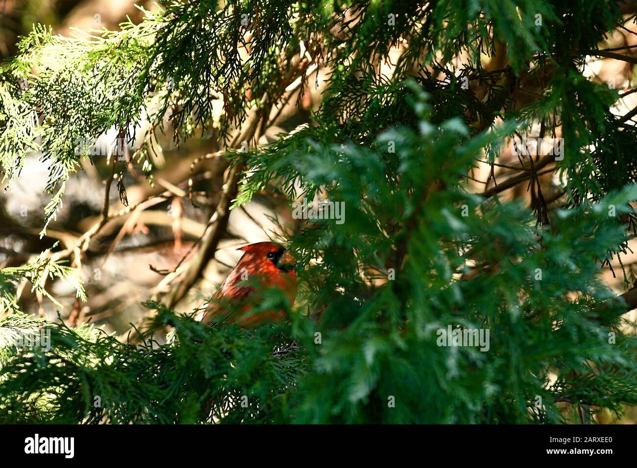 Masked cardinal hi-res stock photography and images - Alamy