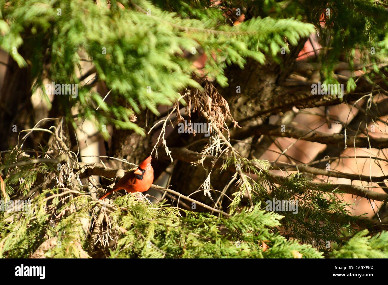 Northern Cardinal in Pine Tree in Winter Stock Photo - Alamy